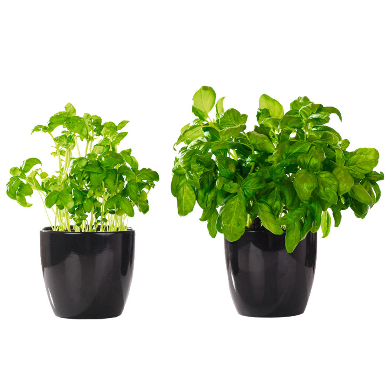 Pflanzenhelfer BioMyc Vital - Beckmann GmbH & Co. KG